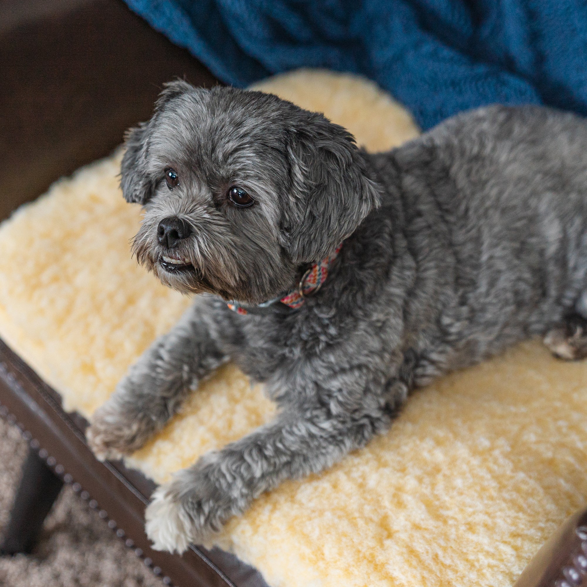 All Products – Imagine Pet Products